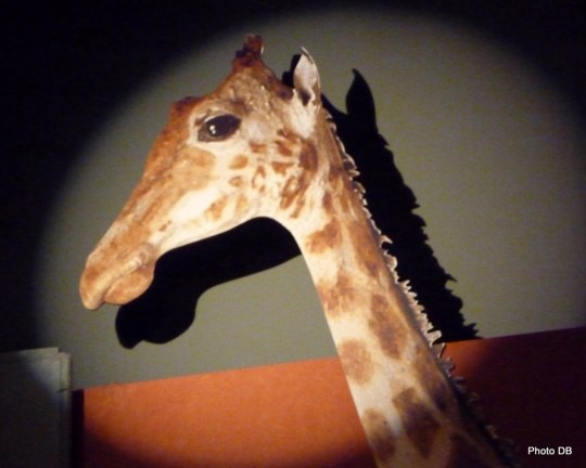 La girafe ZARAFA à l’affiche… du Muséum d’Histoire naturelle. | De ...